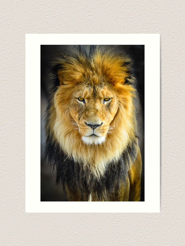 "Male Lion with Intimidating Stare" Art Print for Sale by Photopa ...