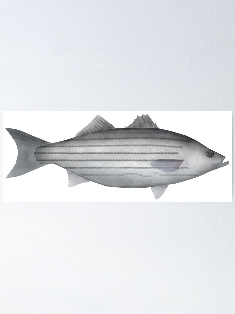 "Striped Bass" Poster for Sale by fishfolkart | Redbubble