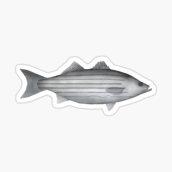 "Striped Bass" Sticker for Sale by fishfolkart | Redbubble
