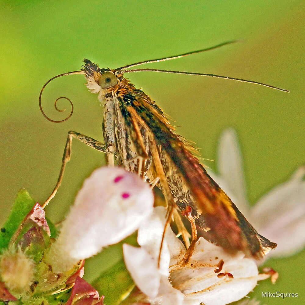 "Mint Moth Up Close" by MikeSquires | Redbubble