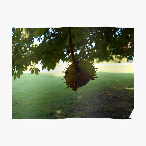 Conker Posters | Redbubble