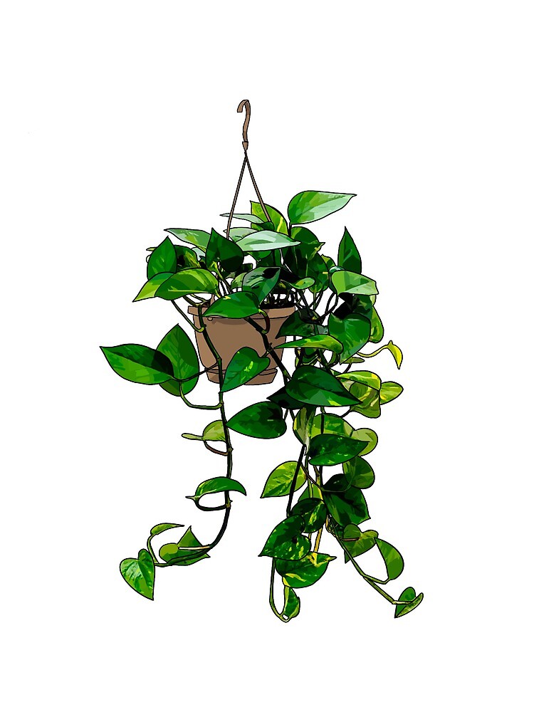 "Hanging Pothos Plant" Art Print for Sale by Barkmae | Redbubble