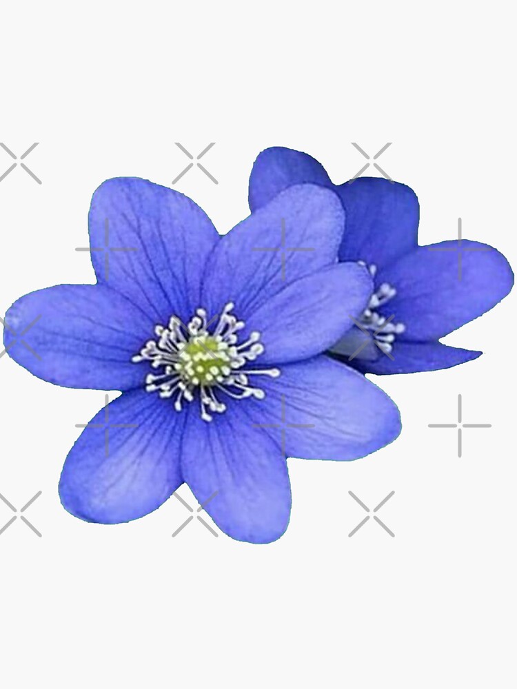 "indigo flower aesthetic " Sticker for Sale by pickleice | Redbubble