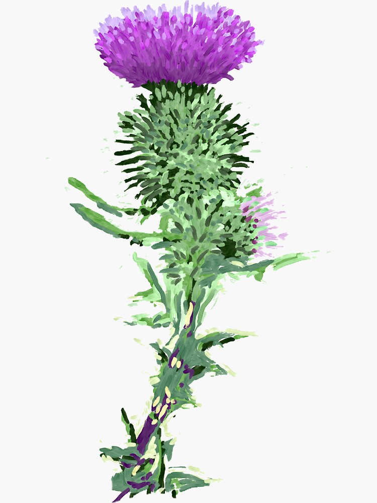 "Thistle " Sticker for Sale by SnackBubble | Redbubble