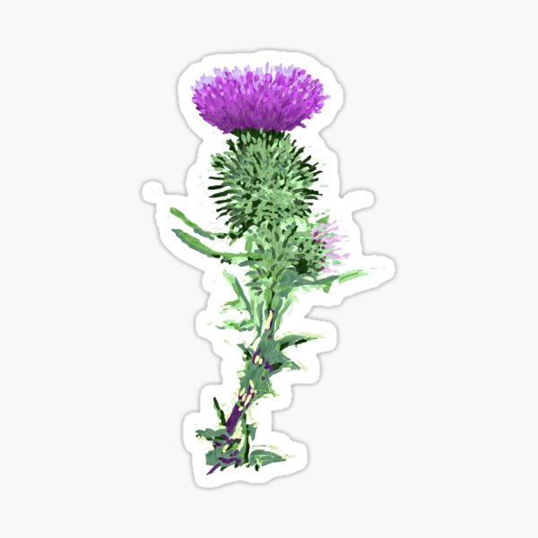 "Thistle " Sticker for Sale by SnackBubble | Redbubble
