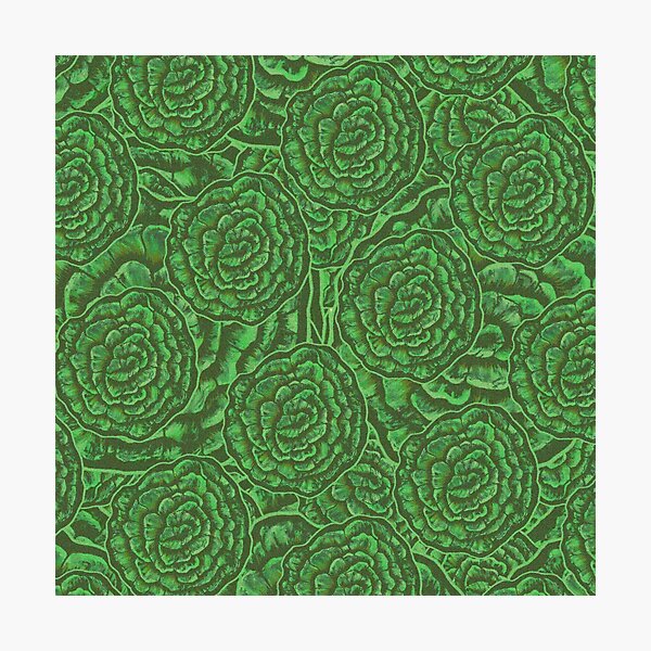 "Cabbage Collage | Summer Garden Pattern | A Layered Green Cabbage ...