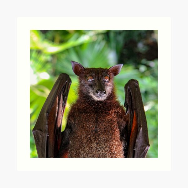 "Batzilla - Tucked Wing Fluffy Endangered Rescue Bat" Art Print by ...