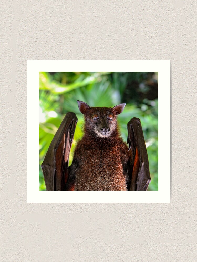 "Batzilla - Tucked Wing Fluffy Endangered Rescue Bat" Art Print by ...