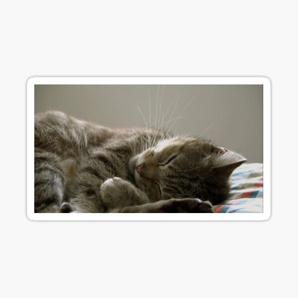 "sleeping cat " Sticker for Sale by ahmadshalqeh | Redbubble