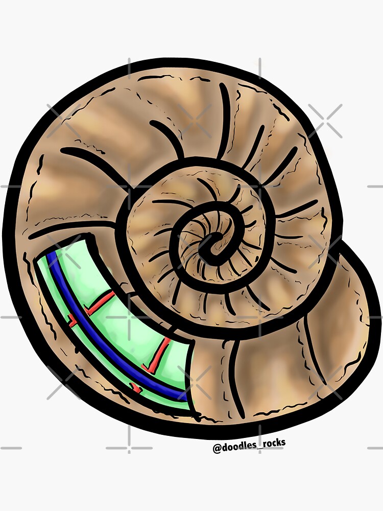 "Siphuncle Ammonite" Sticker for Sale by RockADoodles | Redbubble