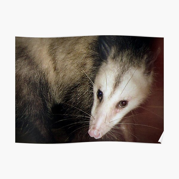 "Opossum, Sweet Possum" Poster by paintingsheep | Redbubble