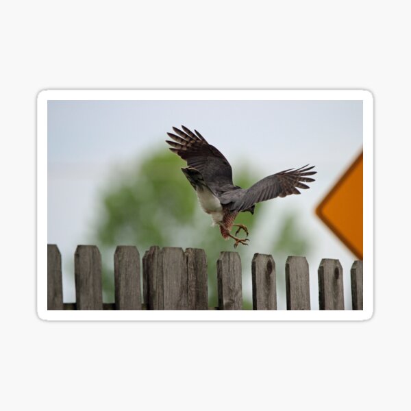 "A Sharp Shinned Hawk Leaving" Sticker by Susiesphotos | Redbubble