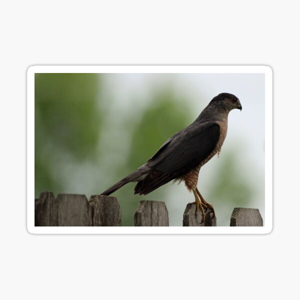 "A Sharp Shinned Hawk on the Fence Horizontal" Sticker for Sale by ...