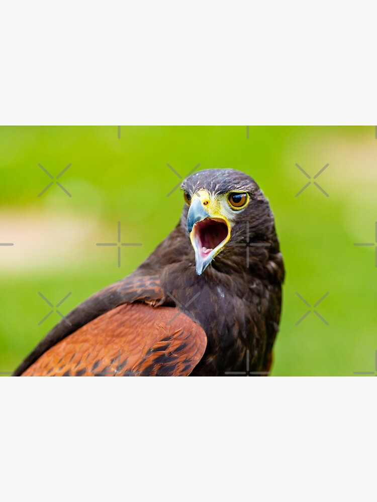 "Screaming Harris Hawk" Canvas Print for Sale by Dalyn | Redbubble