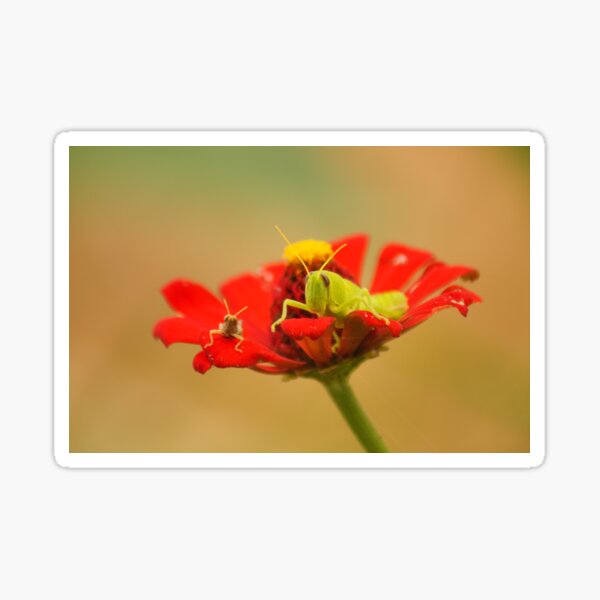 "oli buddies" Sticker for Sale by pcfyi | Redbubble