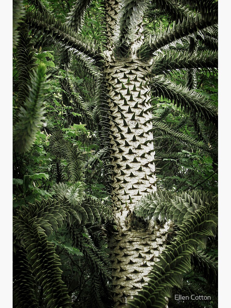 "Monkey Puzzle Tree" Poster for Sale by ellcot | Redbubble