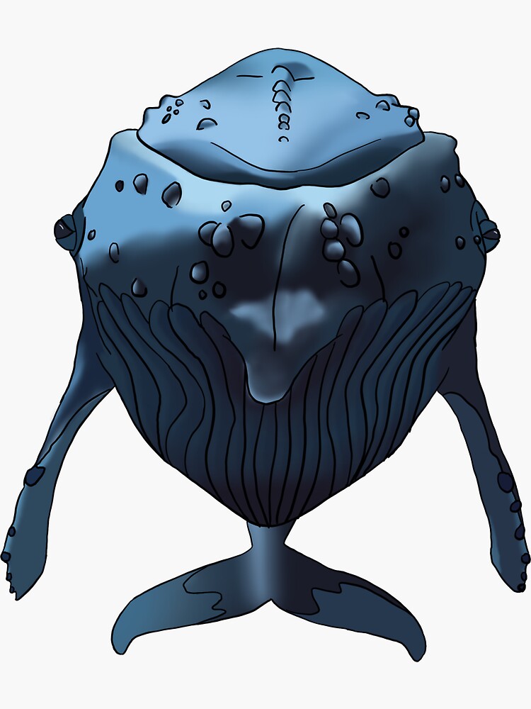 "Humpback Whale (Front-facing)" Sticker for Sale by taylorksea | Redbubble