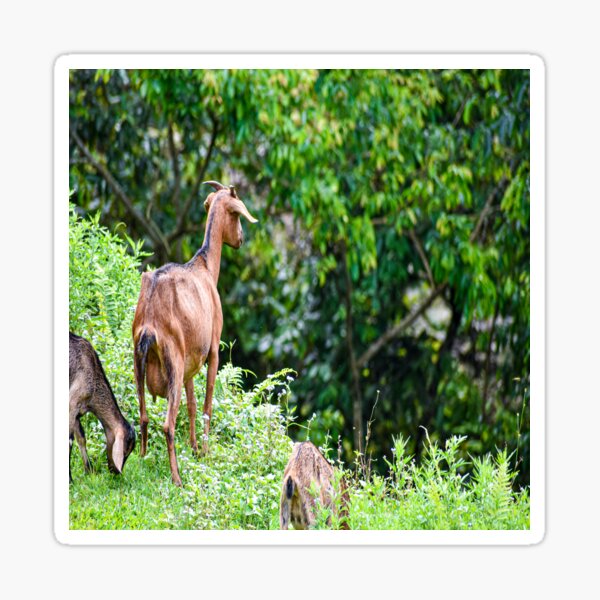 "Grazing goats" Sticker by Mariolangstieh | Redbubble
