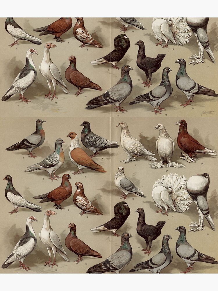 Pigeon Breeds Chart Backpack