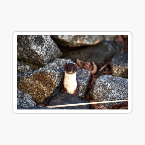 ""this is my territory"" Sticker for Sale by AndreasKoerner | Redbubble