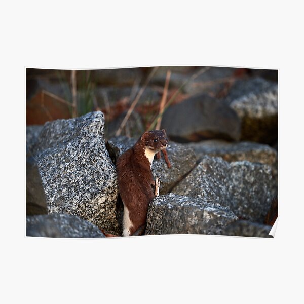 ""posing weasel"" Poster by AndreasKoerner | Redbubble
