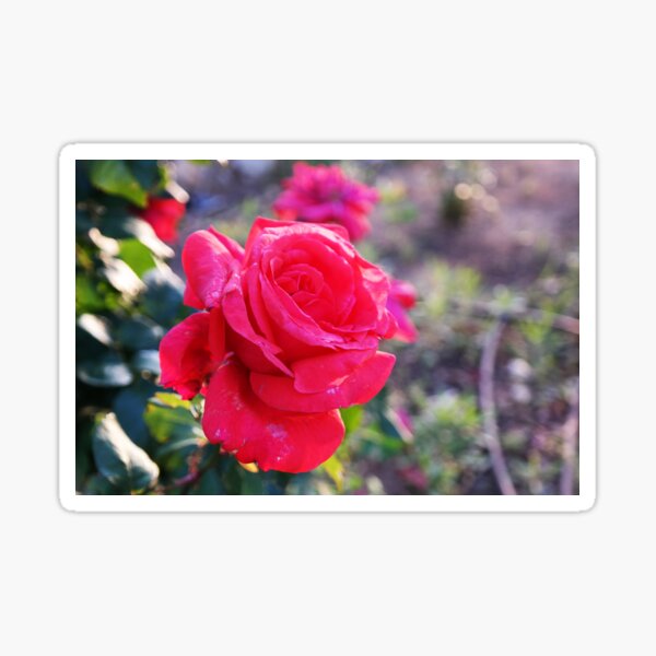 "Beautiful Big Red Rose Blooming " Sticker for Sale by RR997 | Redbubble