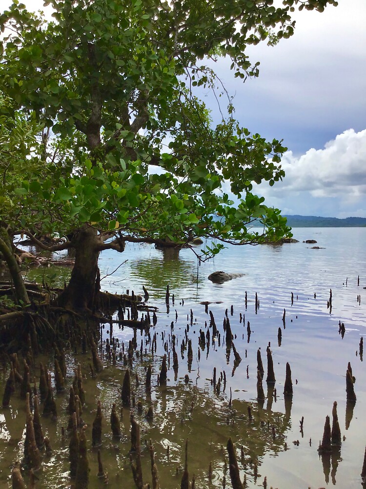 "Mangrove Scenery" Sticker for Sale by Tropicalsoul | Redbubble