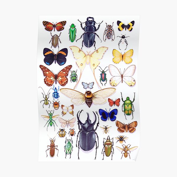 Insect Posters | Redbubble