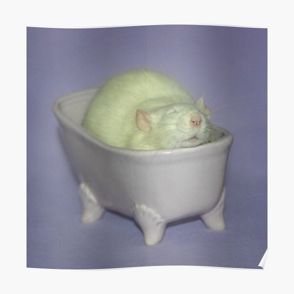 "Rat in a Tub" Poster for Sale by dairyfreegoblin | Redbubble