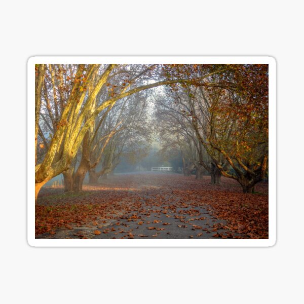 "Walking through the fog" Sticker for Sale by CathsImages | Redbubble