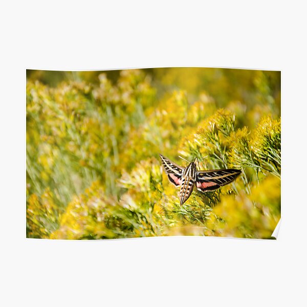 "Sphinx Moth - Great Sand Dunes National Park, Colorado" Poster by ...