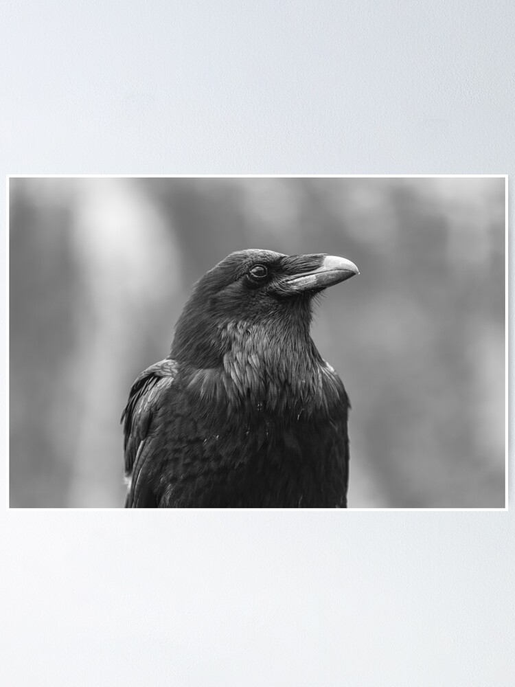"raven" Poster by jvnimages | Redbubble