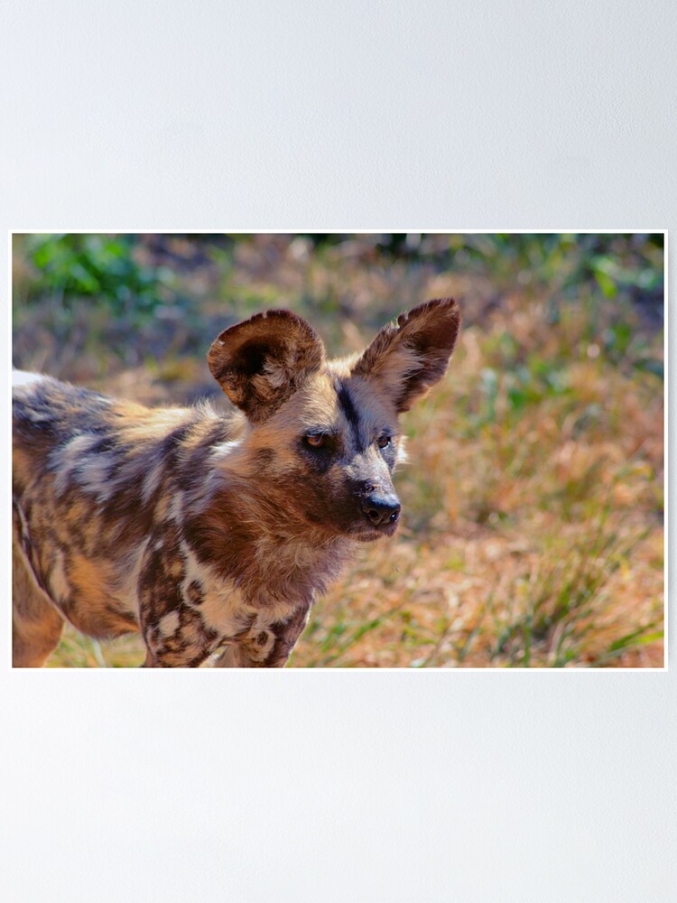 "South Africa Wild Dog Standing" Poster by cmilliganphoto | Redbubble