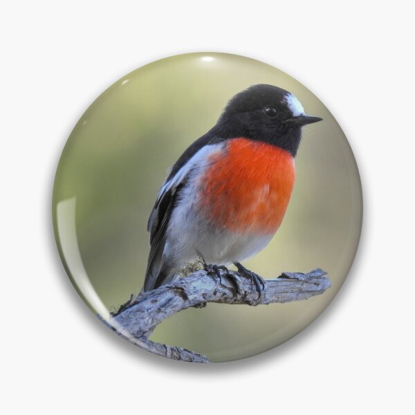 Scarlet Robin Pins and Buttons | Redbubble