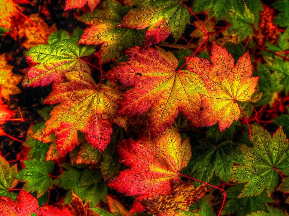 "Pop Out ~ Leaves Vine Maple ~" by Charles & Patricia Harkins ~ Picture ...