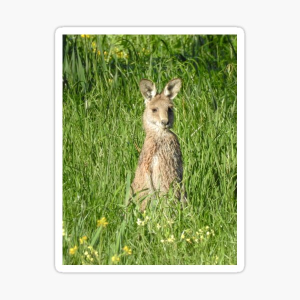 "Aussie Wallaby" Sticker for Sale by CathsImages | Redbubble