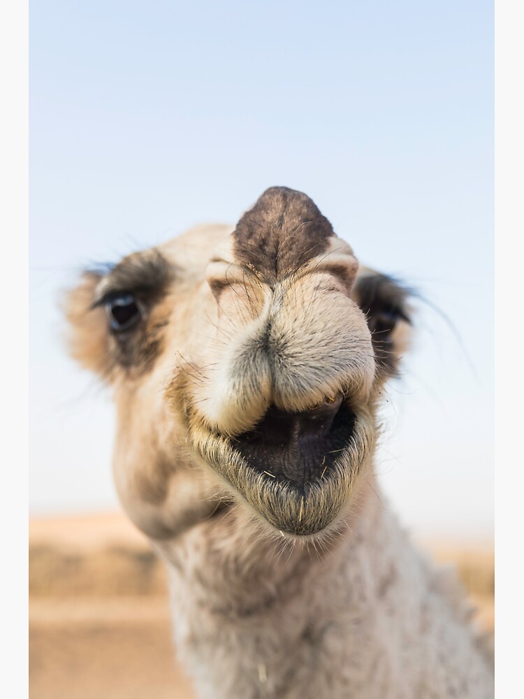 "Goofy Camel" Sticker for Sale by CameraTrap | Redbubble