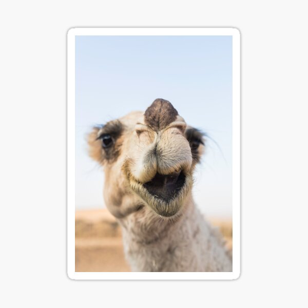 "Goofy Camel" Sticker for Sale by CameraTrap | Redbubble