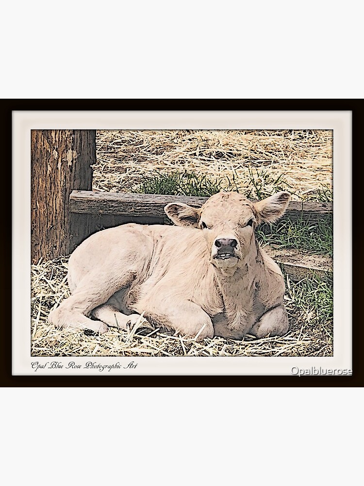 "CUTE CREAM CALF " Sticker for Sale by Opalbluerose | Redbubble