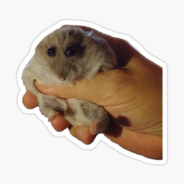 "hamster meme" Sticker for Sale by solisantoyo | Redbubble