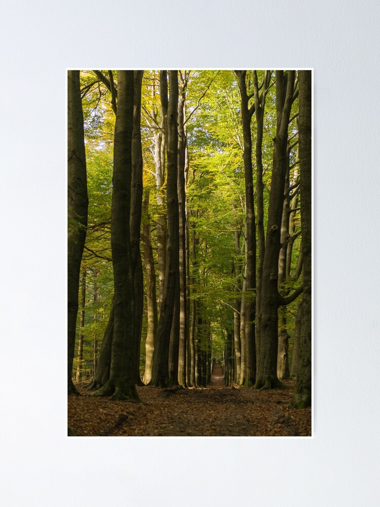 "Forest lane with sunshine" Poster for Sale by TrijnieD | Redbubble