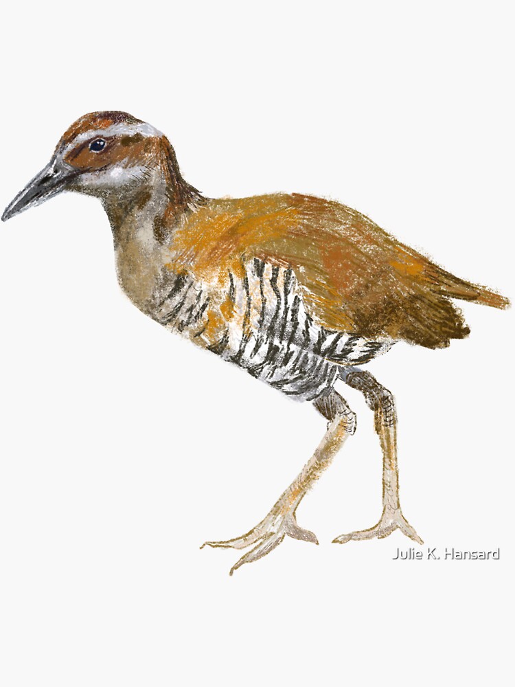 "Guam Rail Ko’Ko’ Bird - Critically Endangered" Sticker for Sale by ...