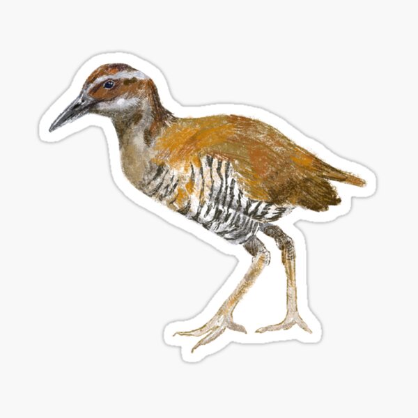 "Guam Rail Ko’Ko’ Bird - Critically Endangered" Sticker for Sale by ...