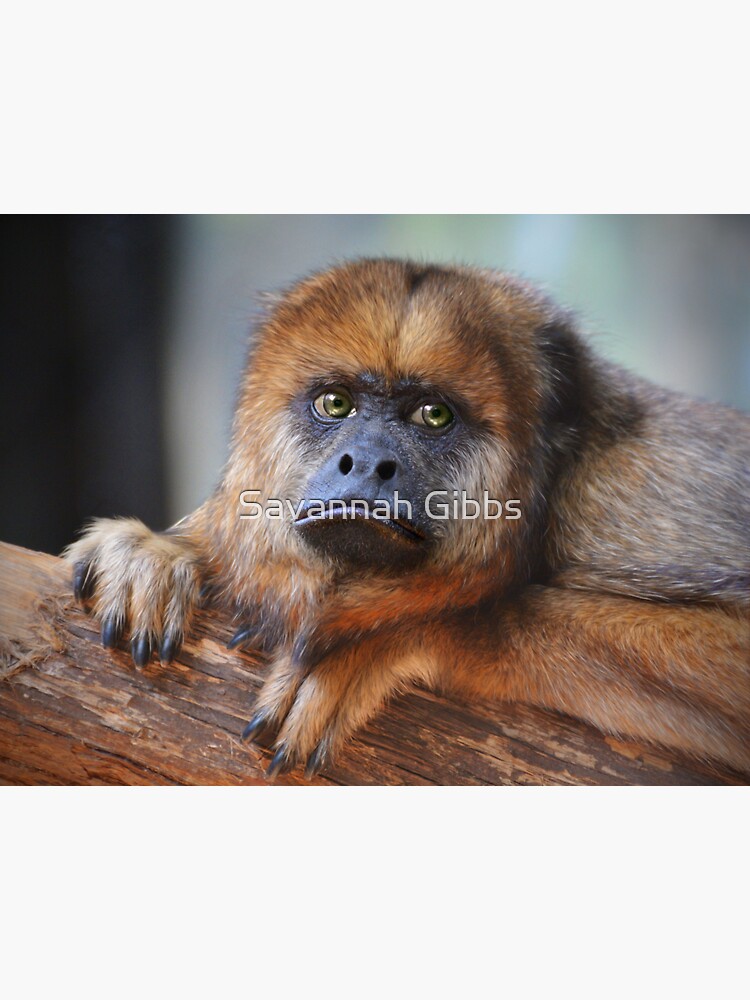 "Howler Monkey" Sticker by venny | Redbubble