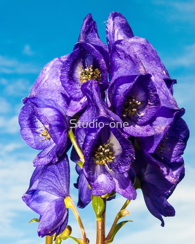 "Monks Hood Flower" by Studio-one | Redbubble