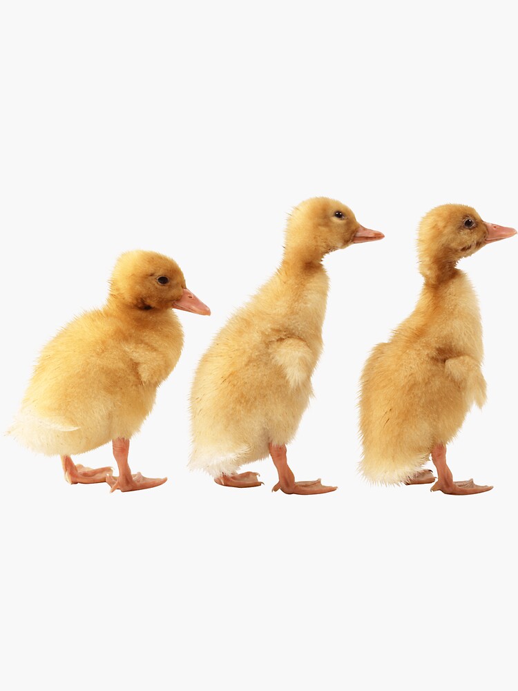 "Three Little Ducks " Sticker for Sale by Nours67 | Redbubble