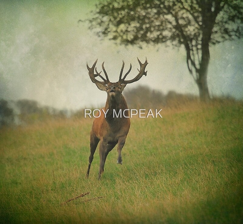"Charging Stag" by ROY MCPEAK | Redbubble