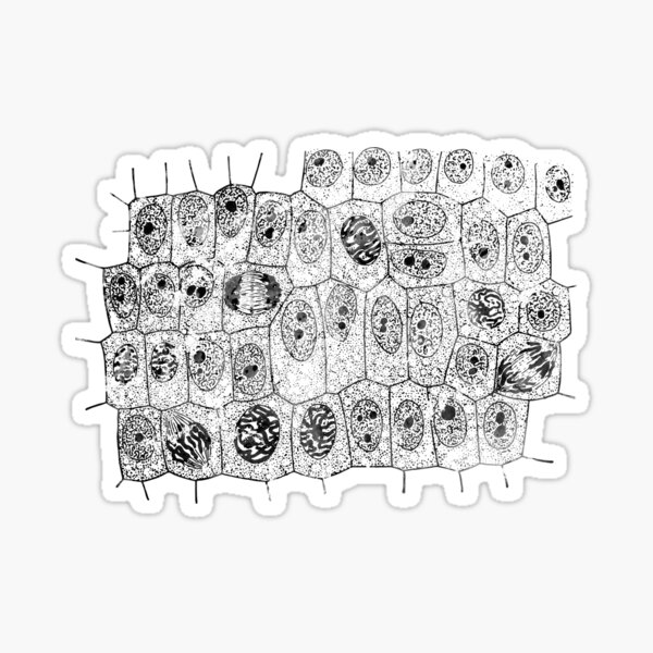 Mitosis Stickers | Redbubble