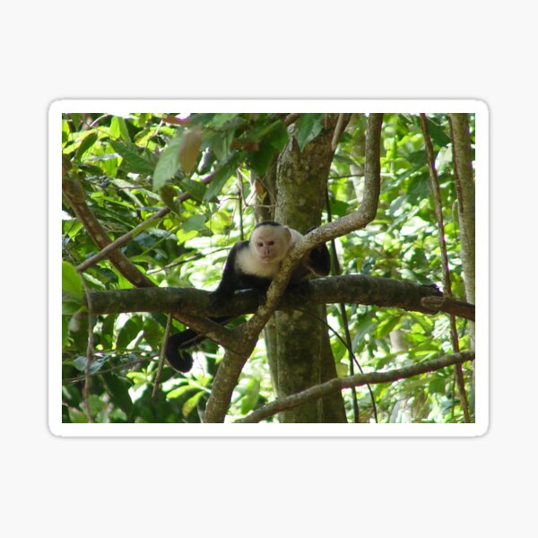 "Grumpy Tiko" Sticker for Sale by ColoradoCyd | Redbubble