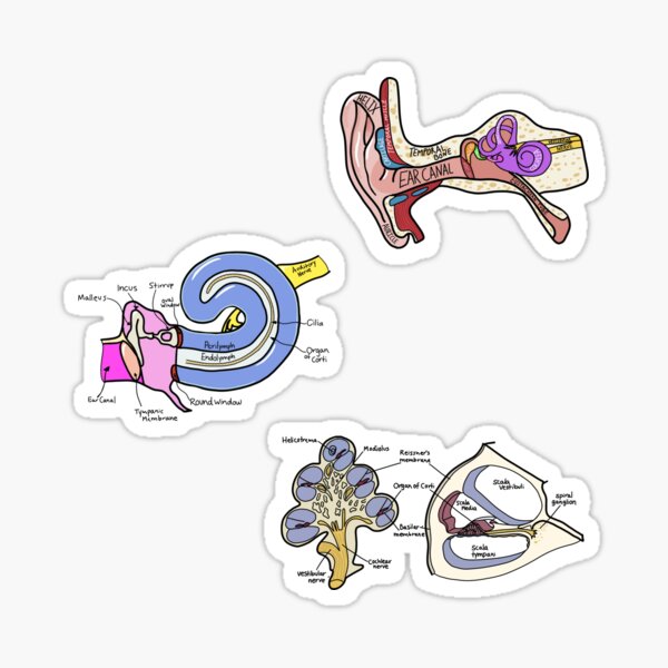 Ear Gifts & Merchandise for Sale | Redbubble